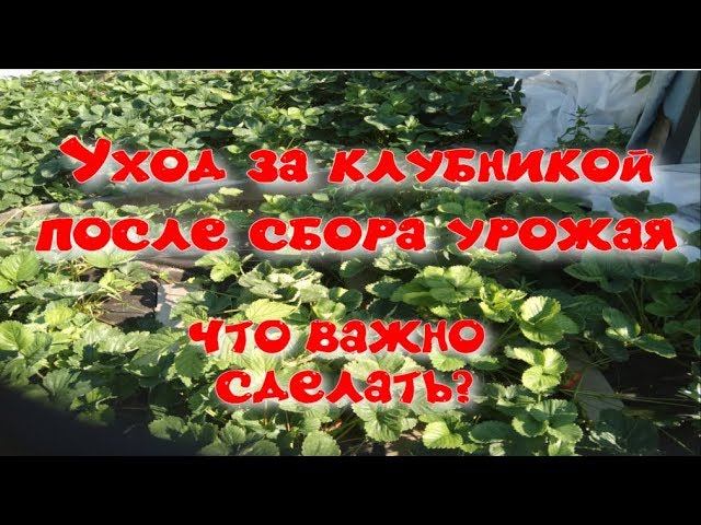 #КЛУБНИКА ПОСЛЕ СБОРА УРОЖАЯ. ЧТО НУЖНО СДЕЛАТЬ ОСЕНЬЮ?