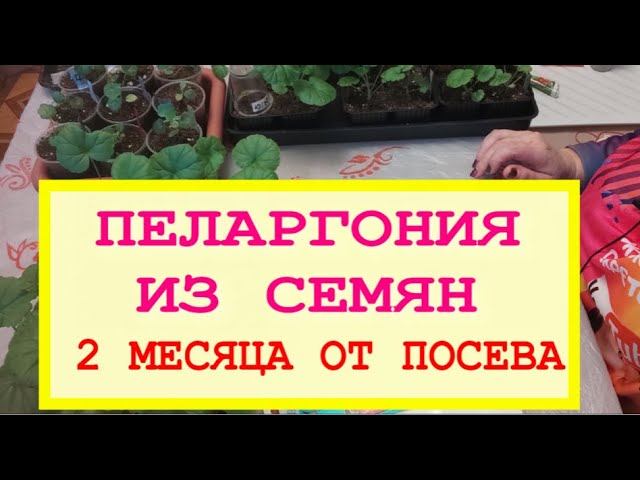 #ПЕЛАРГОНИЯ. Через 2 месяца от посева (ч.3)