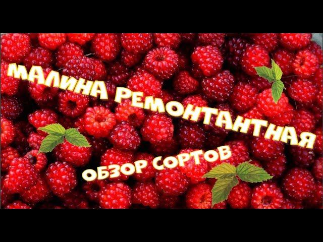 Малина ремонтантная в Сибири.  Обзор сортов. Осень 2020