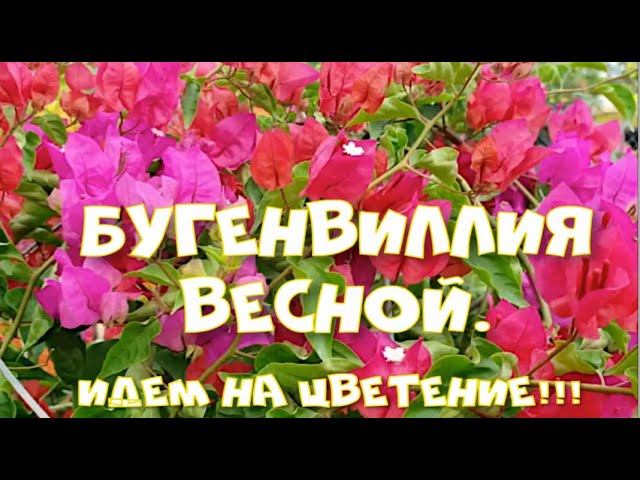 ОБРЕЗКА БУГЕНВИЛЛЕИ. ЧАСТЬ1.