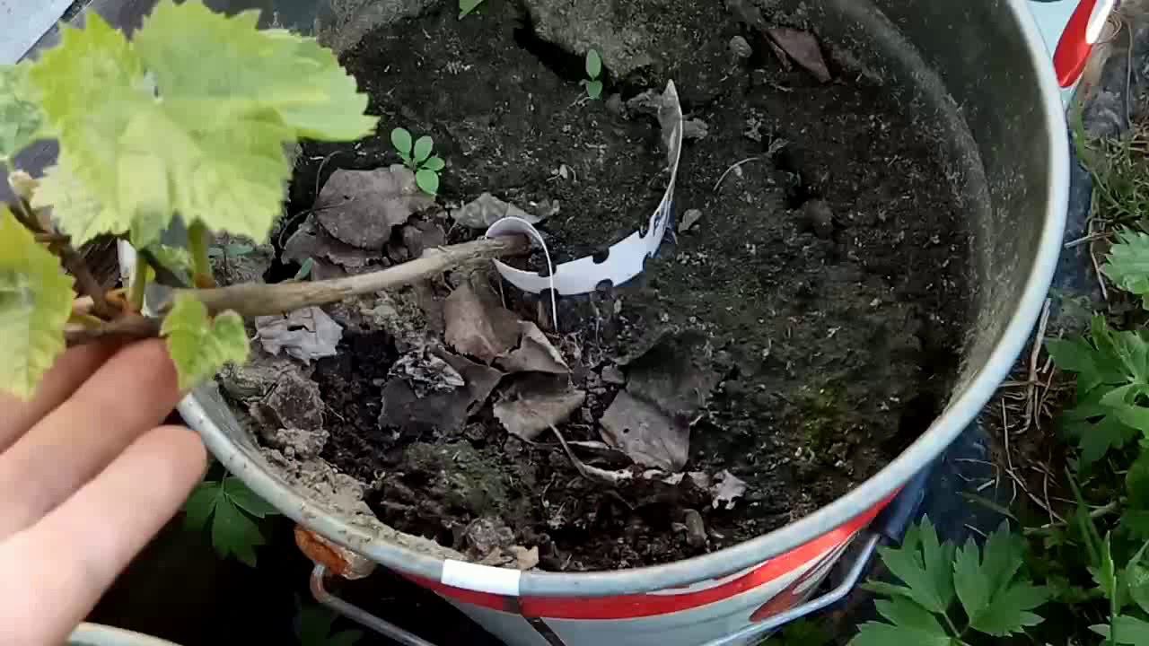 Виноград #Загадка_Шарова и #Башкирский_ранний после зимы.