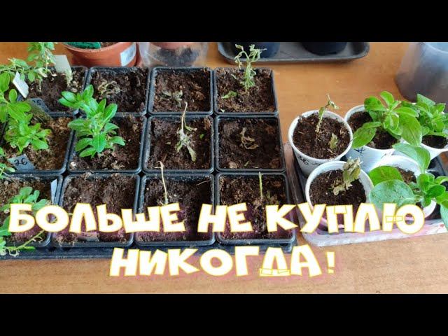 ВСЕ ПРОПАЛО!!! Вегетативка от Русского огорода.