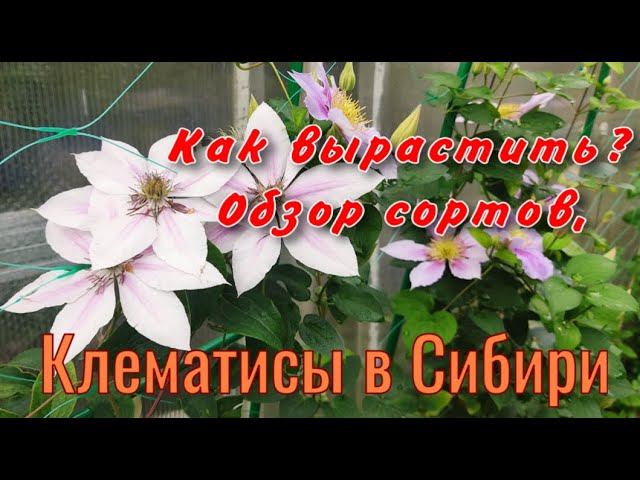 Как вырастить клематисы в Сибири? Обзор сортов.