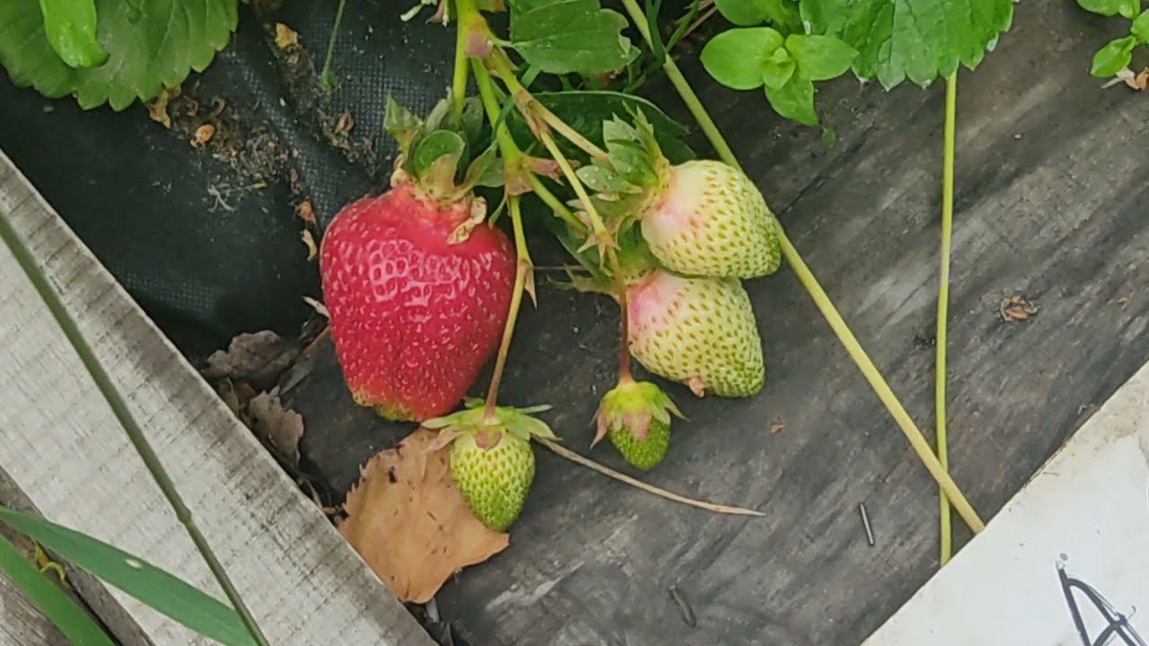 Начало клубничного сезона