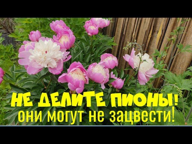 Не делите куст пиона! Попробуйте этот способ.