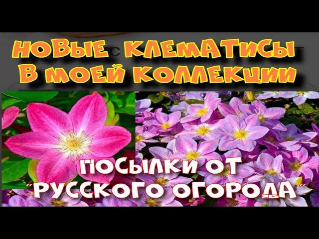 Новые клематисы в моей коллекции.