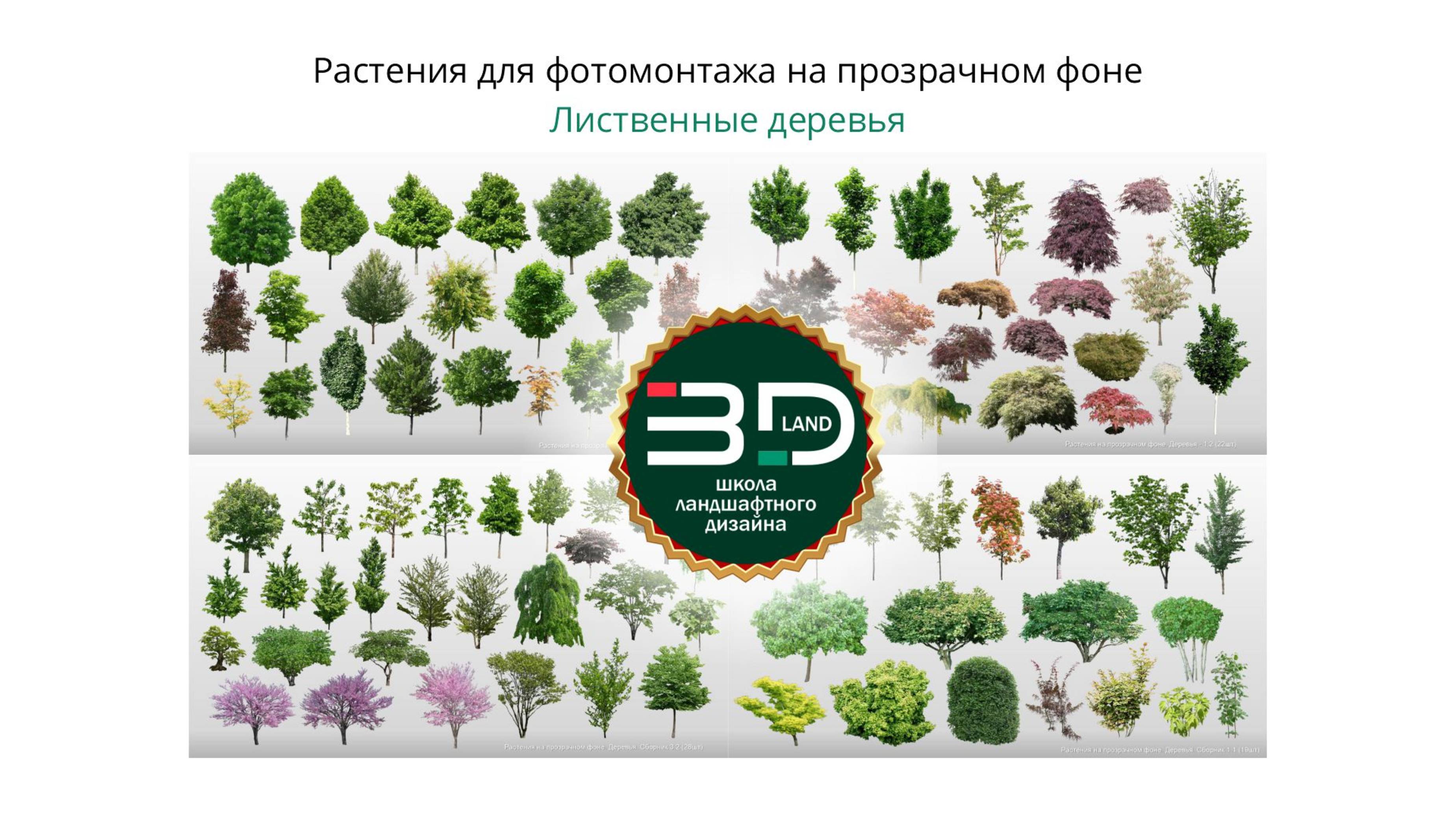 Деревья для фотомонтажа на прозрачном фоне