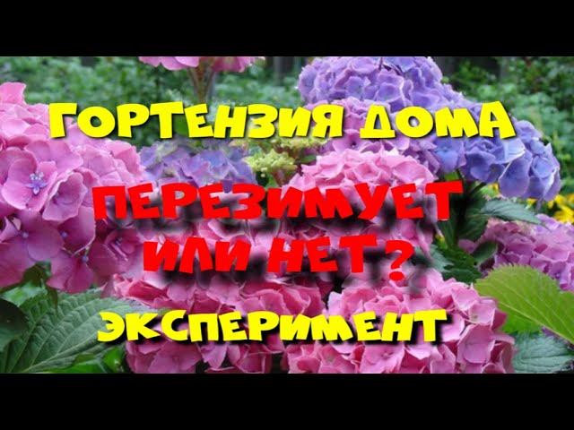 Можно ли сохранить гортензии дома? Эксперимент. Ч.1