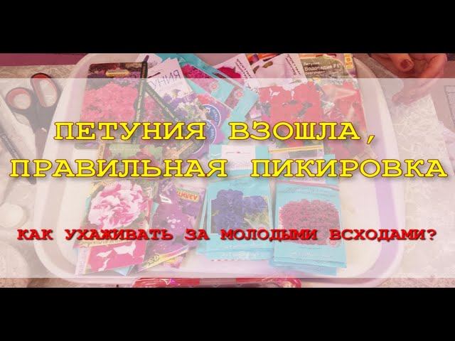 #Петуния. Как ухаживать за рассадой, после всходов?