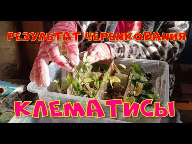 Мои клематисы укоренились. Ч. 2