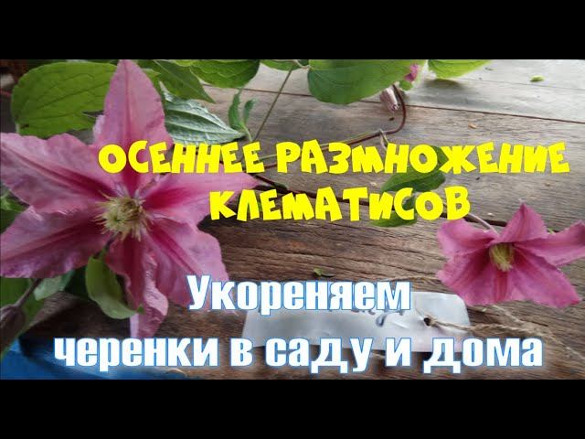 Осеннее размножение клематисов. Черенкуем дома и в саду. (ч.1)