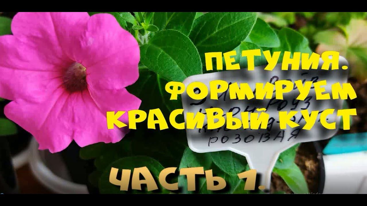 Петуния. Прищипка, формировка пышного куста.
