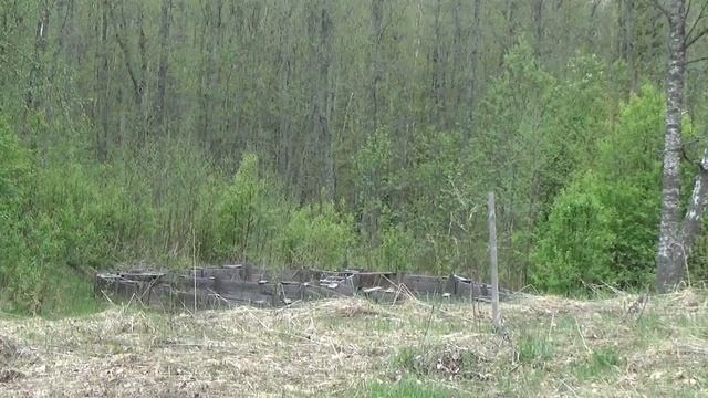 Весна -Природа Псковской области - У Меня Живет Сойка на Мансарде - Всё в Цвету - 2022