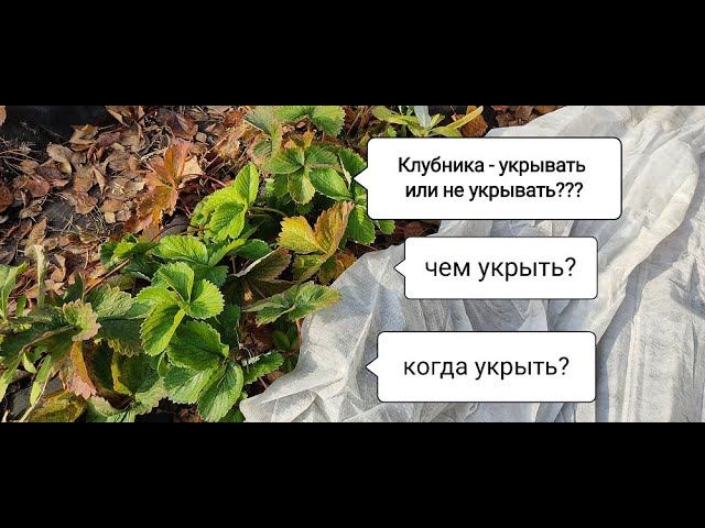 КЛУБНИКА. Укрывать или не укрывать на зиму? Чем и когда?