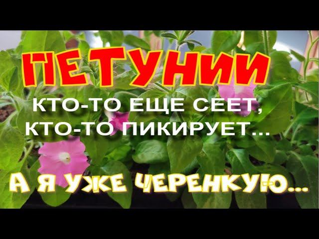 ПЕТУНИЯ. КТО-ТО СЕЕТ, КТО-ТО ПИКИРУЕТ, А Я ЧЕРЕНКУЮ!
