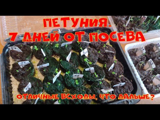 Петунии 7 дней от посева. Что дальше?