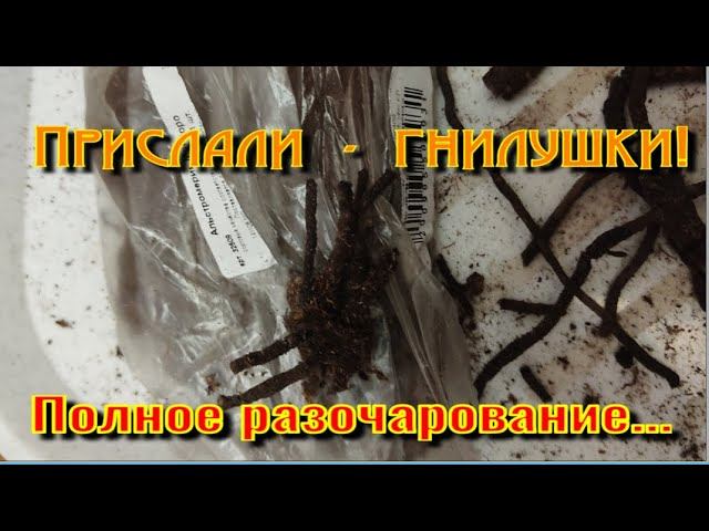 Русский огород  - полное разочарование.