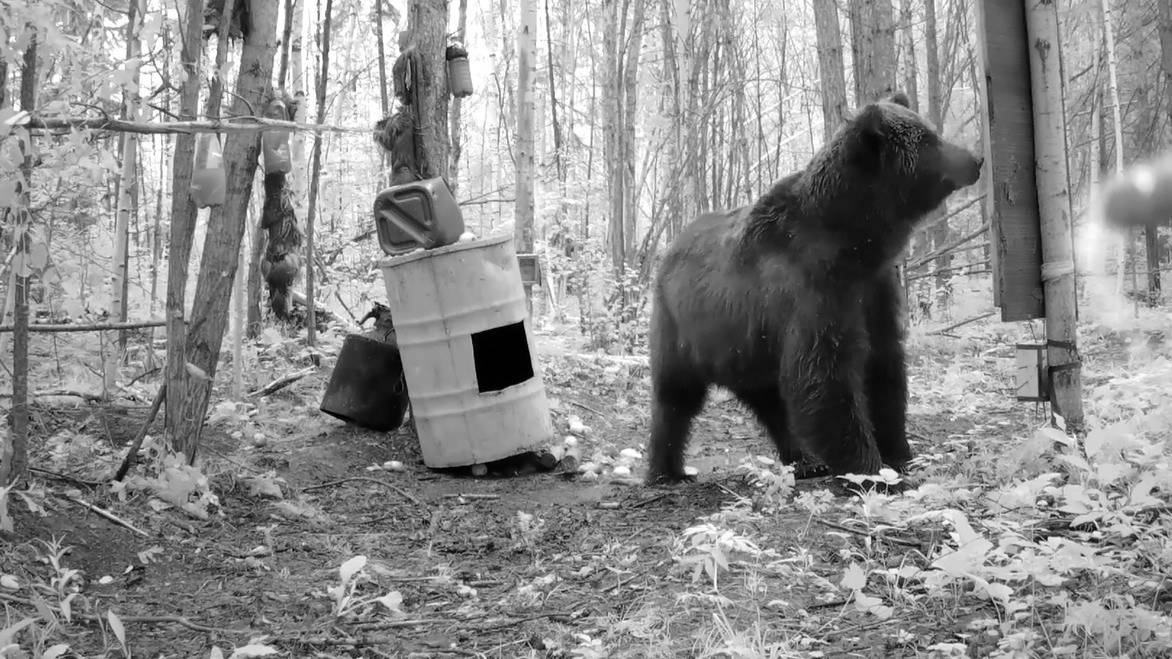 Медведь с зеркалом попал в фотоловушку в лесу