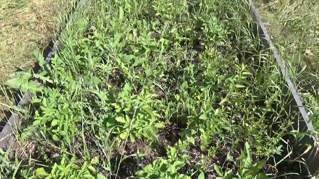 Весна -Лето - Сенокос - Псковская Область - 2022