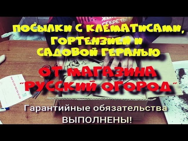 Сразу две посылки с клематисами, геранями и гортензия из магазина "Русский огород". Честный обзор.