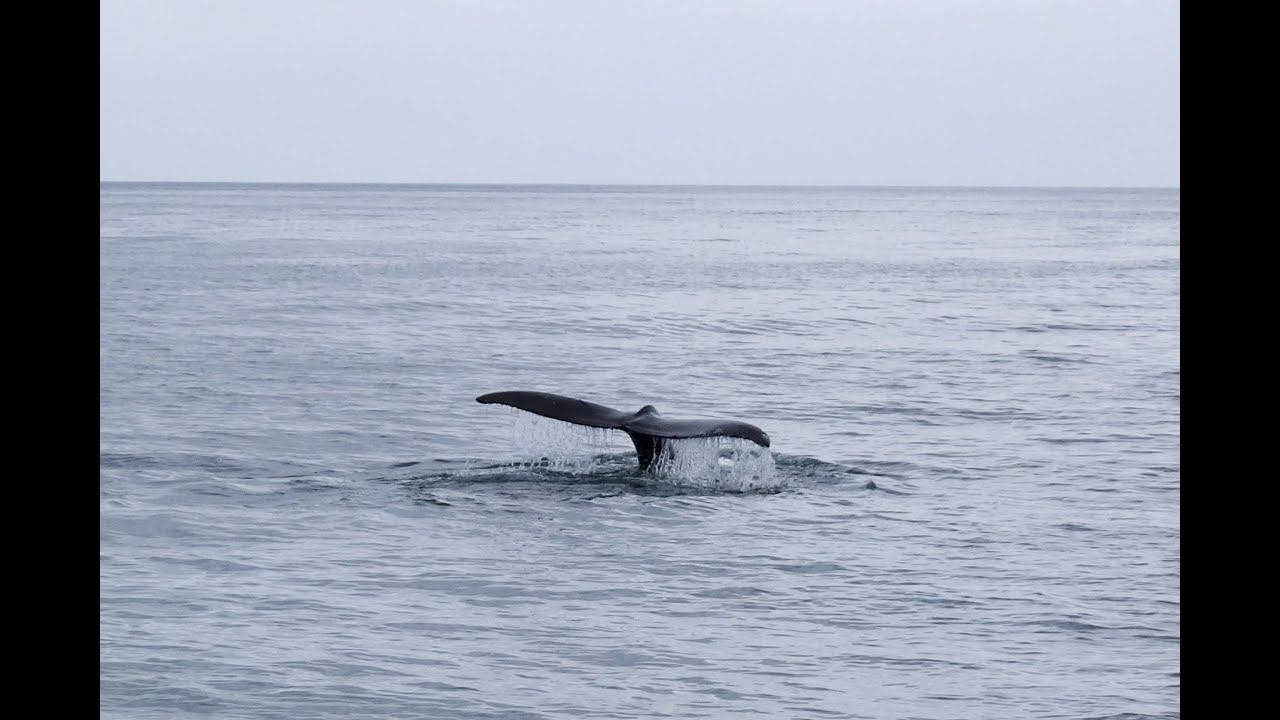 Путешествие на тёплую землю. Камчатка, август 2014, фильм четвёртый