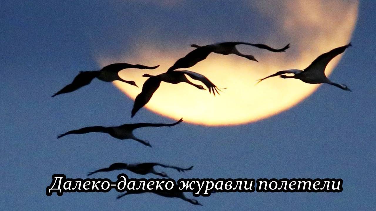 Журавли (Далеко-далеко журавли полетели)