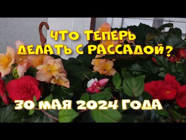 Что делать с рассадой, просто не знаю. 30 мая 2024 года.