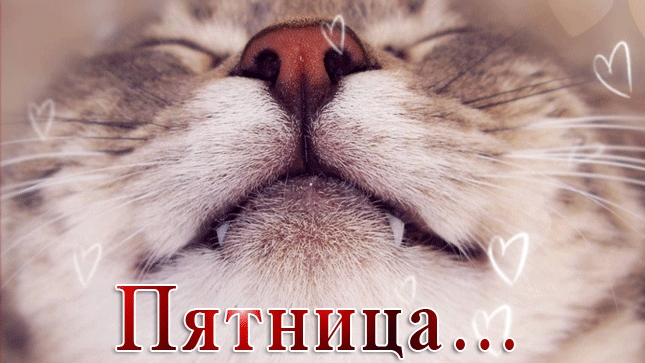 Поздравляю с пятницей с #котятами #Открытки #Пятница