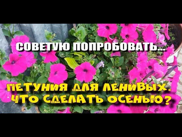 Петунии для ленивых. Что сделать осенью?