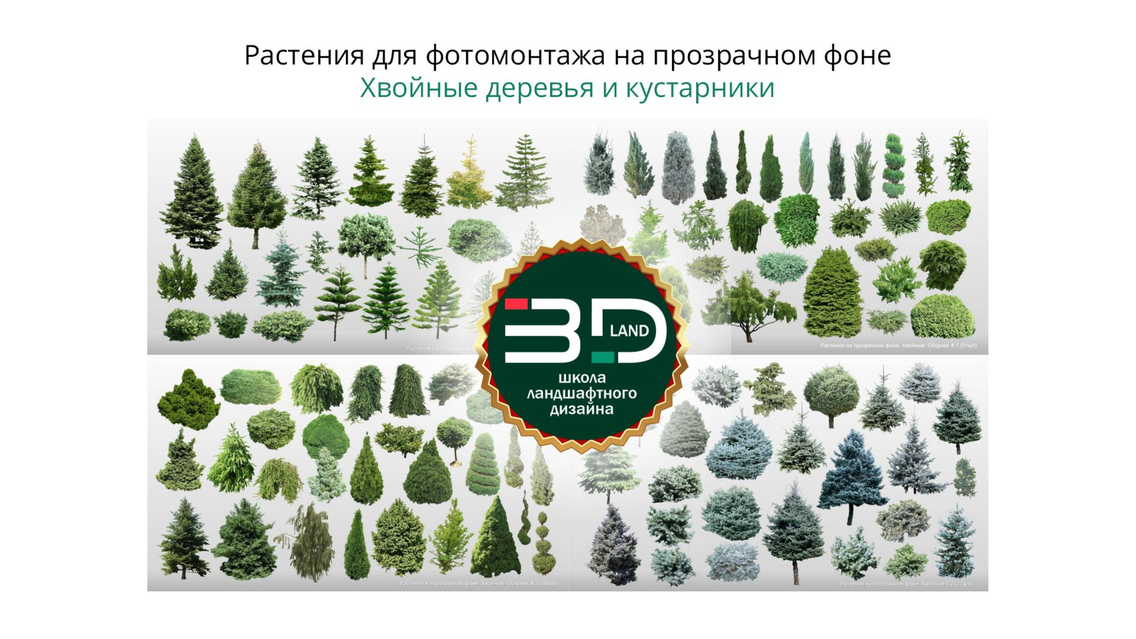 Хвойные растения для фотомонтажа на прозрачном фоне