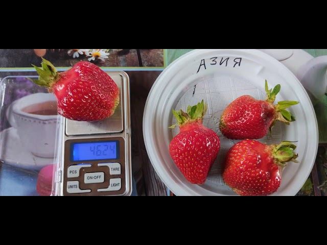 Чем кормить клубнику, чтобы крупная была?