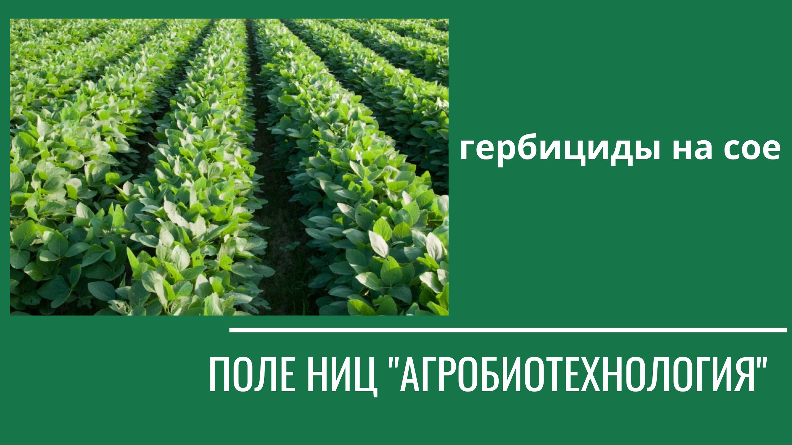 Подбор эффективных гербицидов на сое