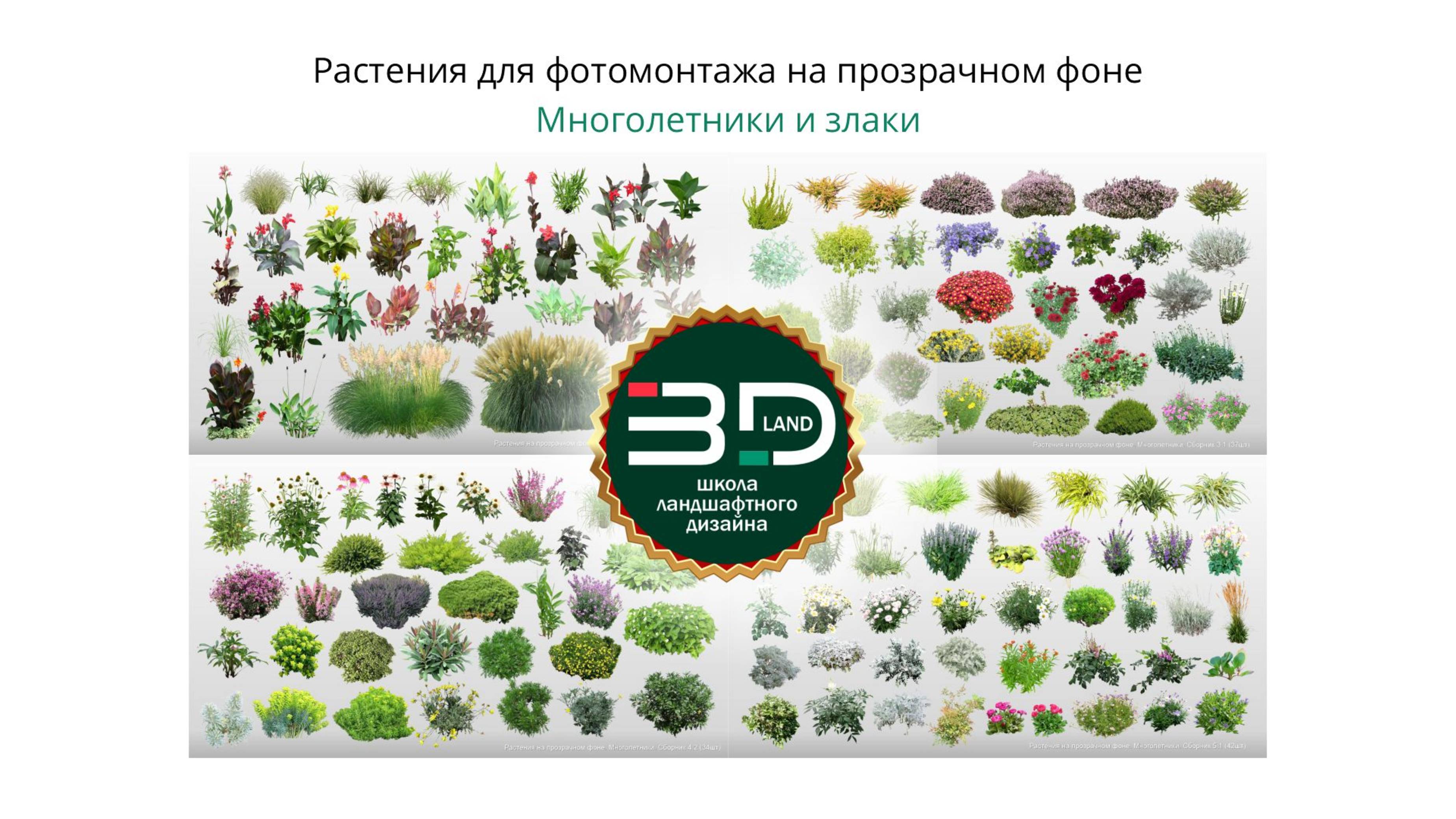 Многолетники и злаки для фотомонтажа на прозрачном фоне