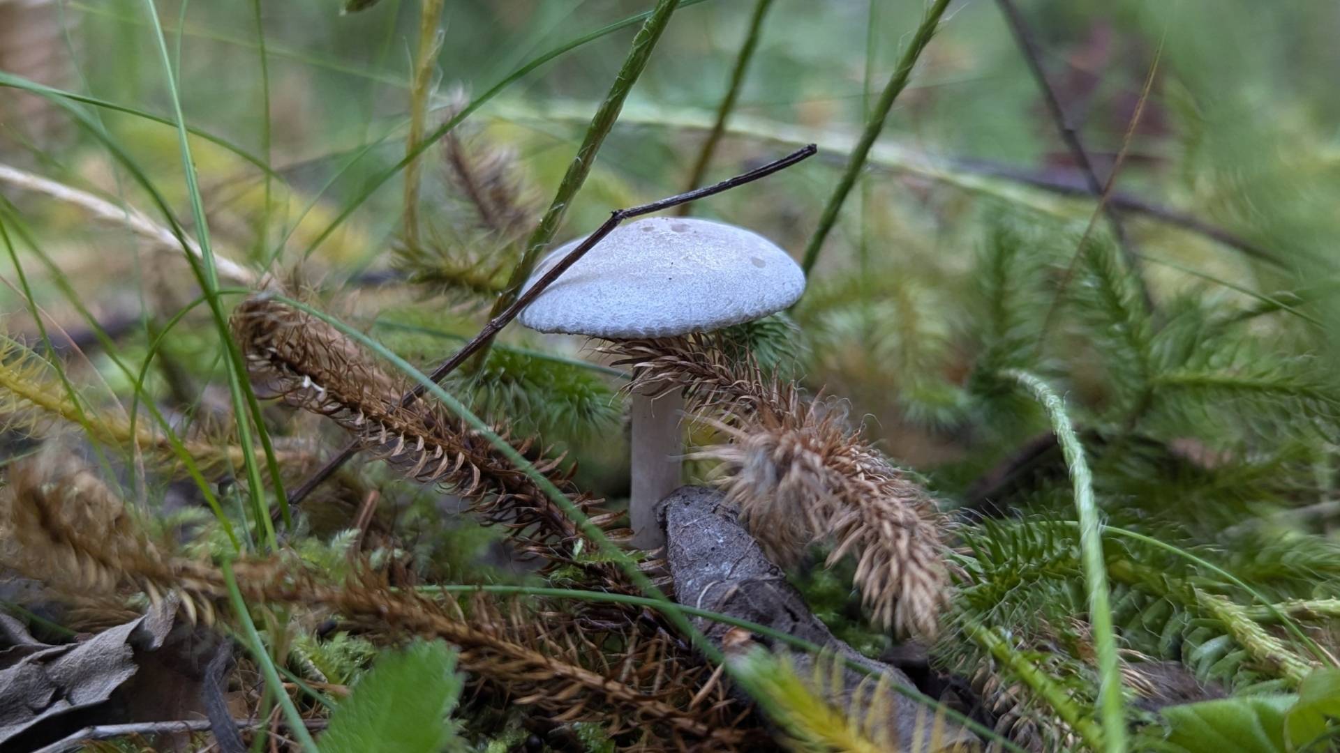 Говорушка анисовая (Clitocybe odora). Как выглядит гриб на месте произрастания.