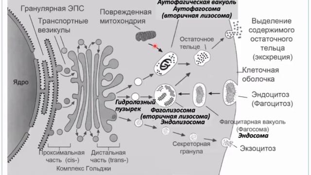 Лекция 2.1. Структурно-функциональная организация клетки | Глинкина В.В.