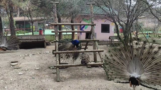 Сафари-парк в Геленджике. Часть 1.