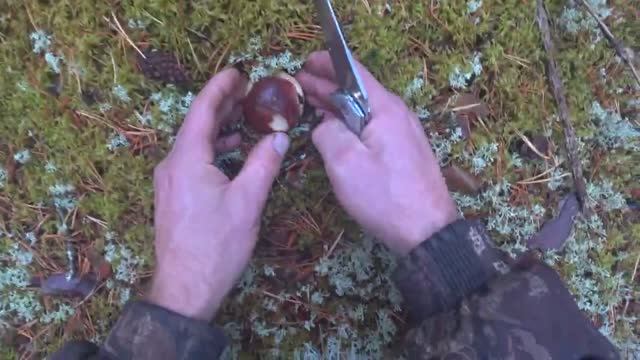 Белые грибы в октябре после заморозков...