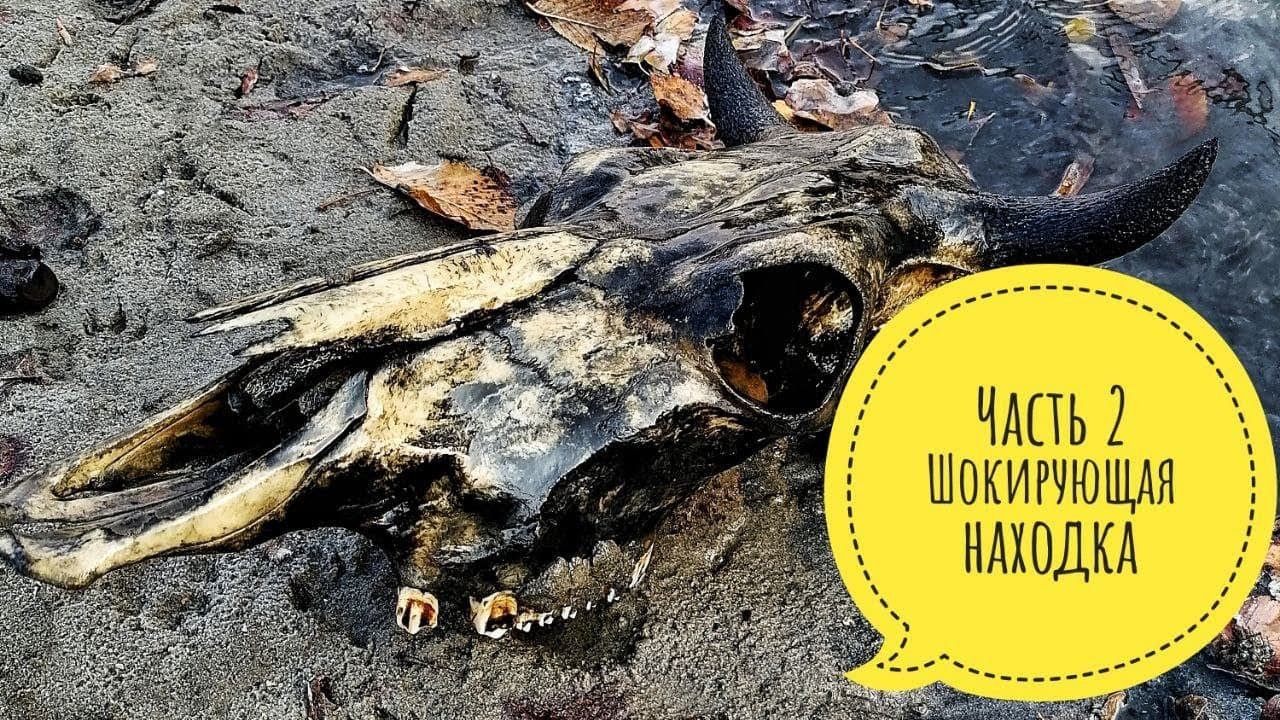✅ Одиночный поход в урочище Атаманское. Ч.2(Шокирующая находка) ✅