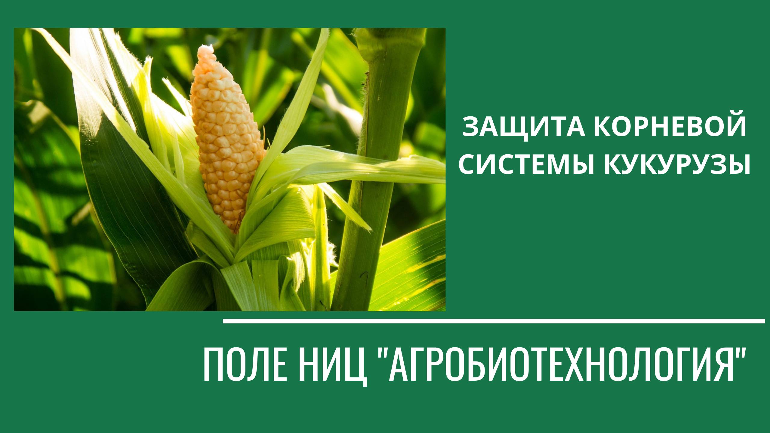 Защита корневой системы кукурузы