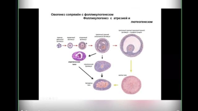 Лекция 9. Женская половая система | Князева Л.А.