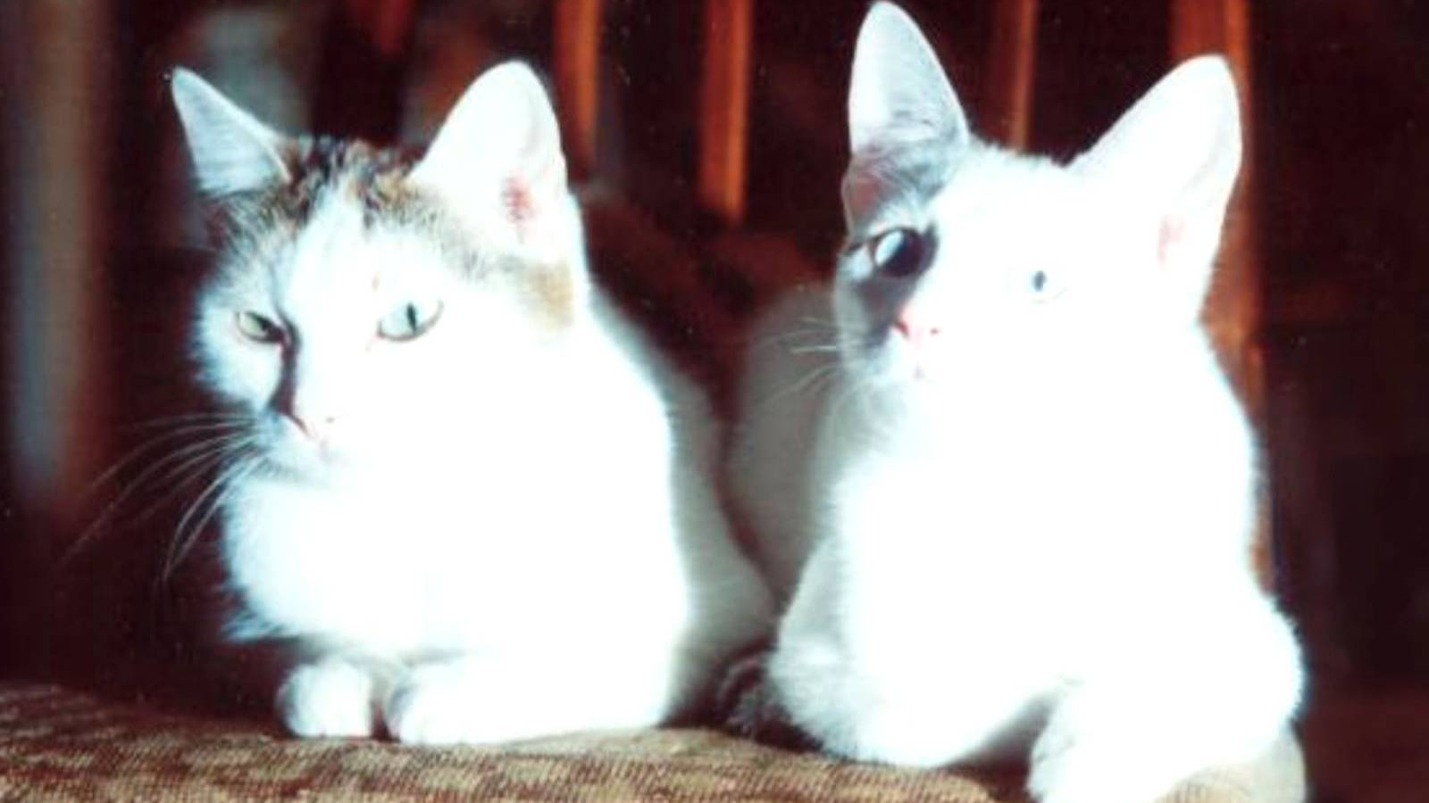 Усы, лапы, хвост (приколы про кошек). Видео от SAFa