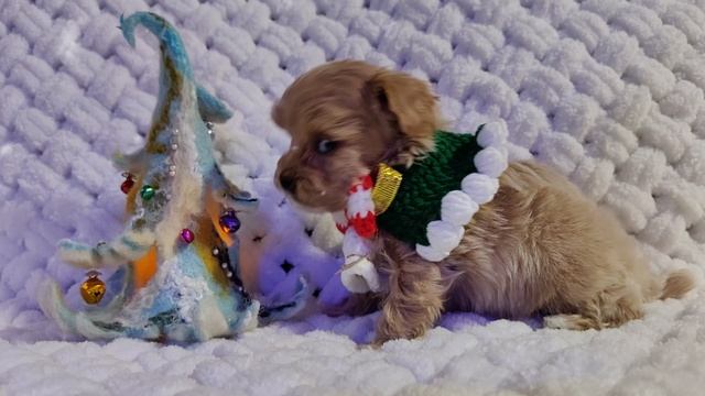 До Нового года осталось совсем чуть-чуть 🤏