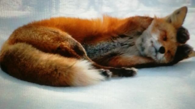 Арсений Цапенко - для детей о лисах!