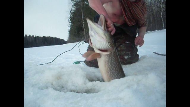 ЗА ЩУКОЙ ГОЛЫМИ РУКАМИ!