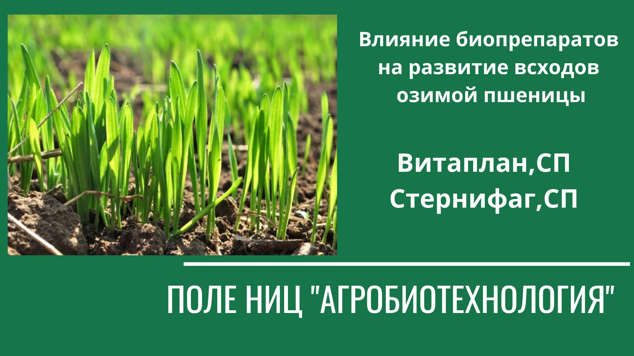 Влияние биологических препаратов на развитие всходов озимой пшеницы
