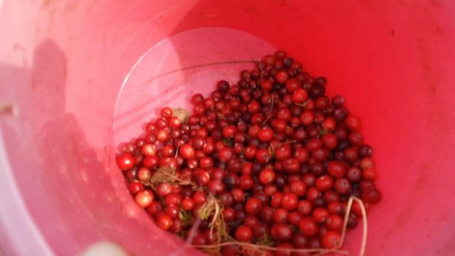 Сбор и хранение клюквы#болото
