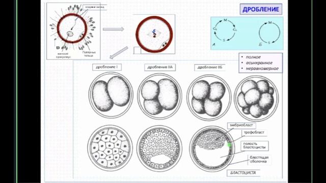Лекция 3. Гистогенез. Эмбриогенез | Глинкина В.В.