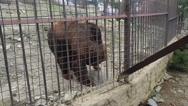 Сафари-парк в Геленджике. Часть 2.