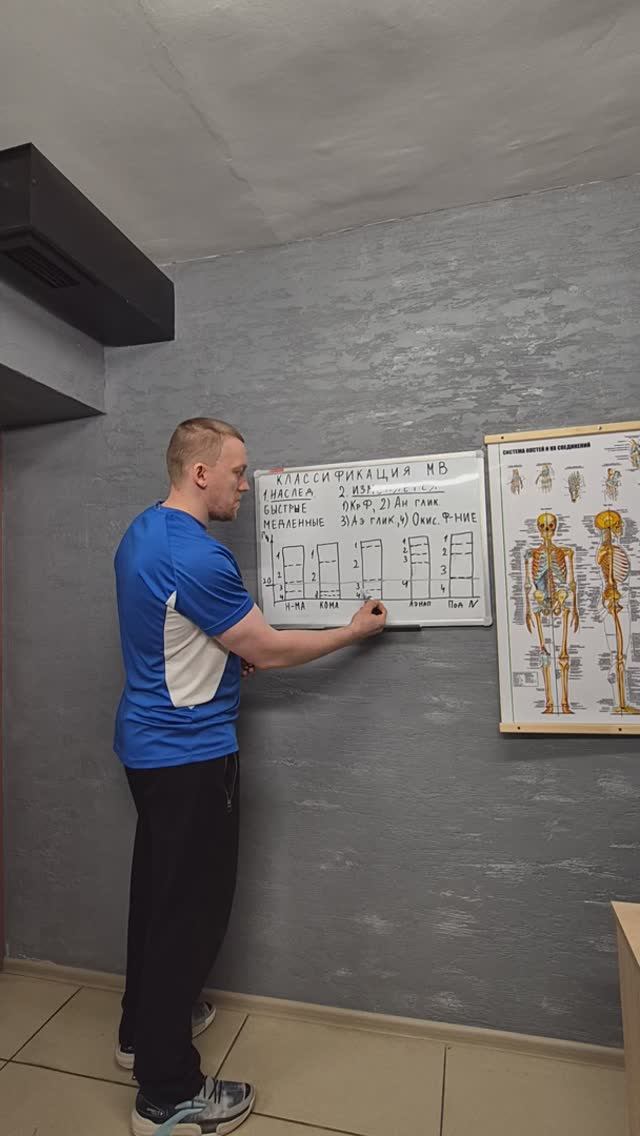 Наследуемая (быстрые,медленные) и динамическая (энергетическое обеспечение) классификации МВ