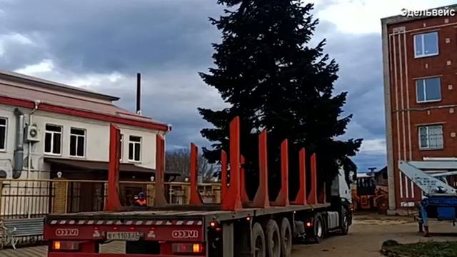 Установка новогодних елей в Апшеронске